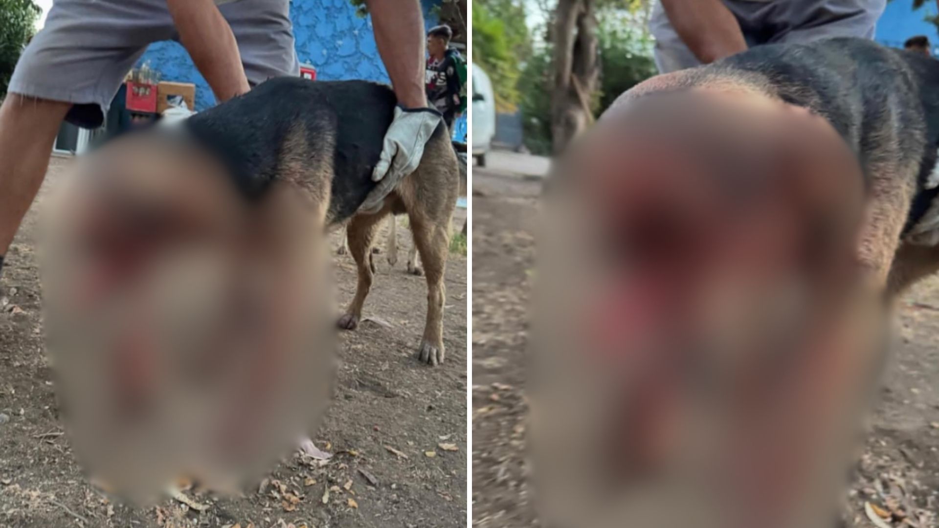 Acusado de agredir mortalmente al perro “Tony” queda con la pena de ...