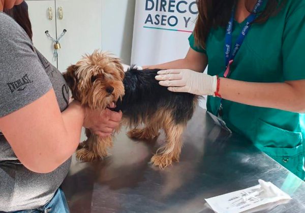 Operativo para mascotas en el sector de Quincanque Alto - Diario El ...